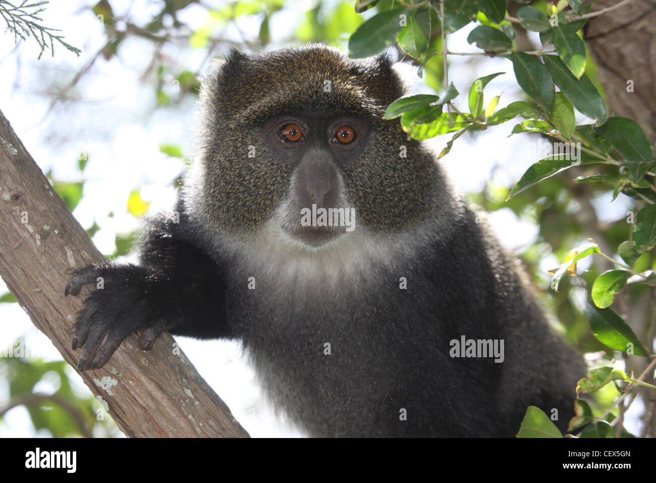 Sykes' monkey (Cercopithecus albogularis), also known as the white ...