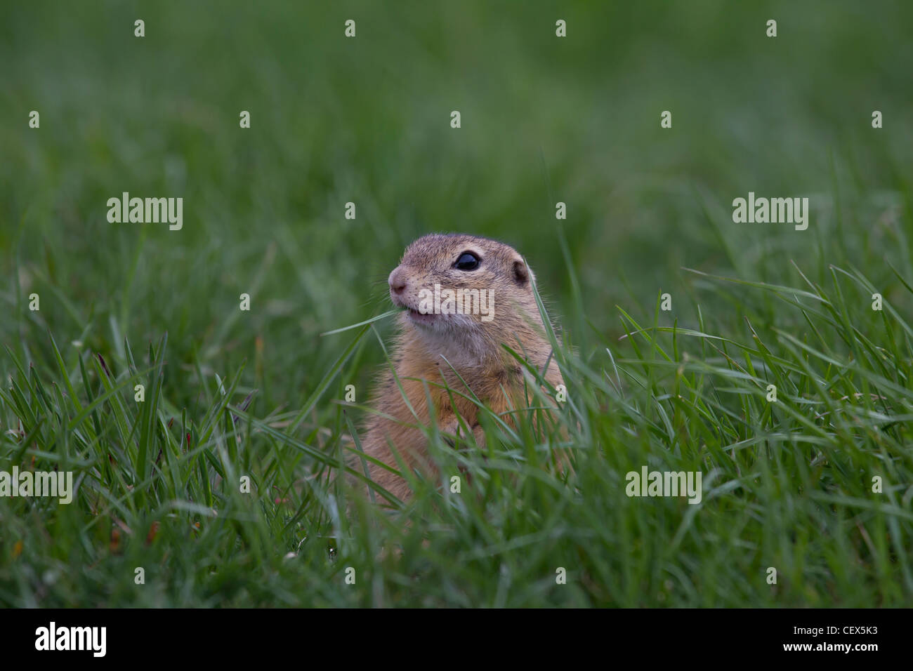 Europaeisches Ziesel High Resolution Stock Photography and Images - Alamy