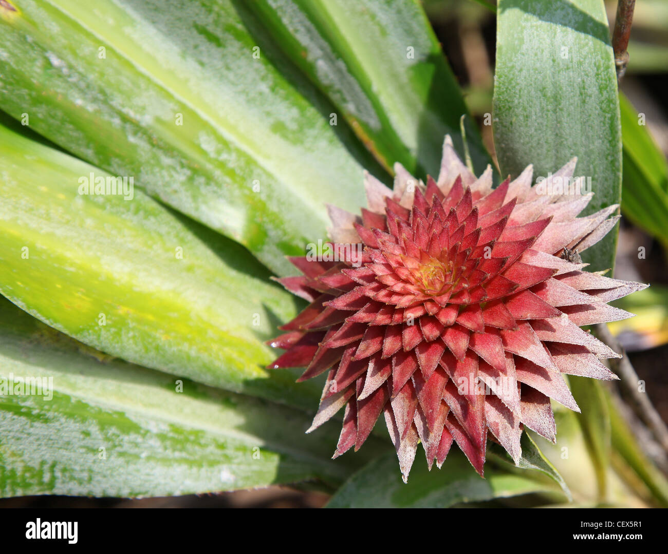 A bromeliad flower Stock Photo - Alamy