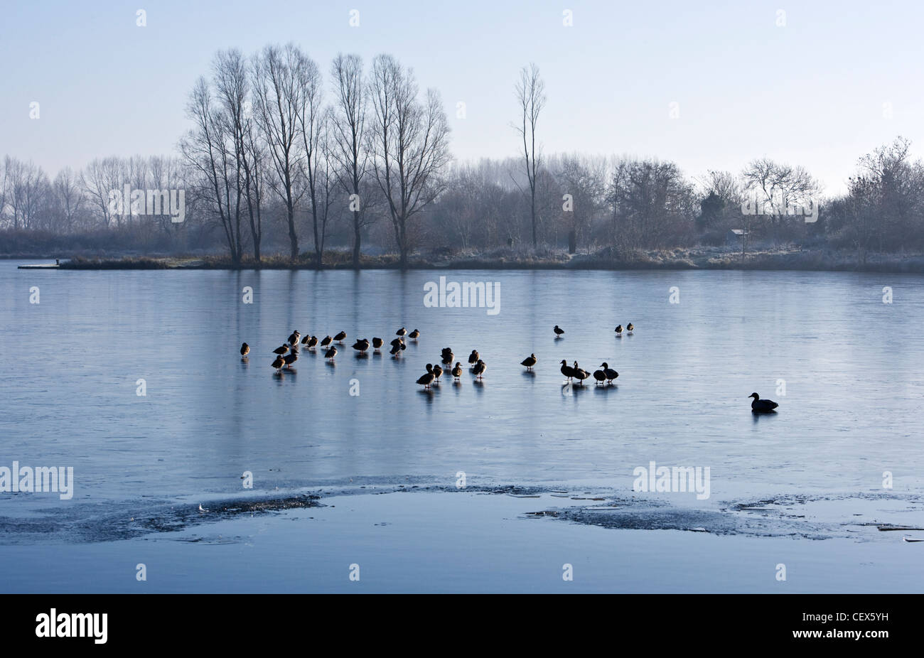 Ducks standing on the surface of a frozen lake at Lower Moor Farm ...
