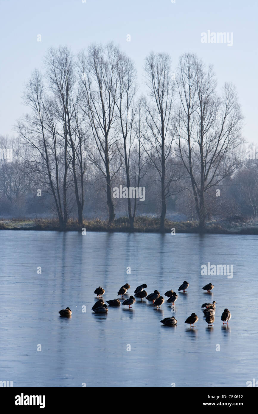 Ducks standing on the surface of a frozen lake at Lower Moor Farm ...