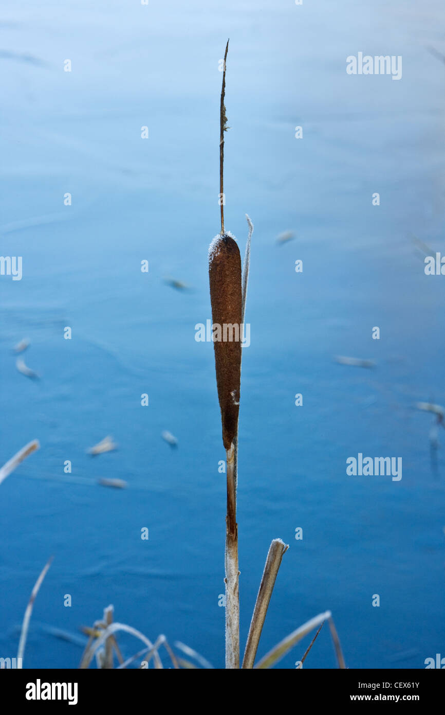 Bull rushes hi-res stock photography and images - Alamy