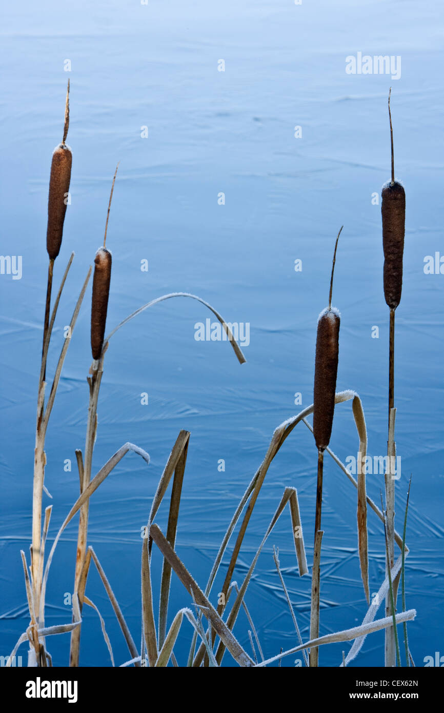 Bull rush reed plants on hi-res stock photography and images - Alamy