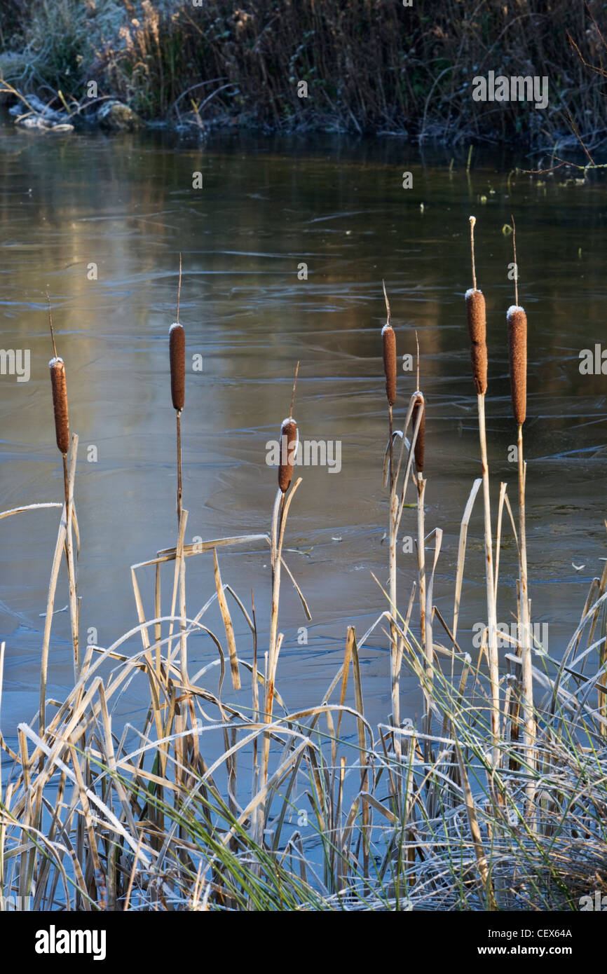 Bull rushes hi-res stock photography and images - Alamy
