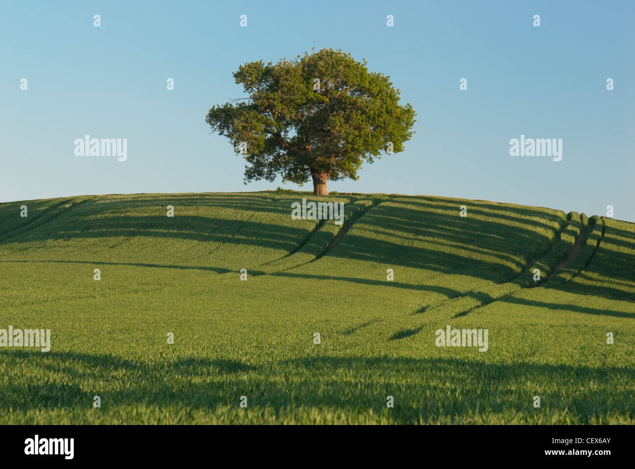 Lone oak tree on hill hi-res stock photography and images - Alamy