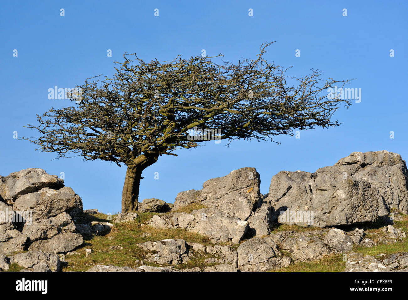 Distorted tree hi-res stock photography and images - Alamy