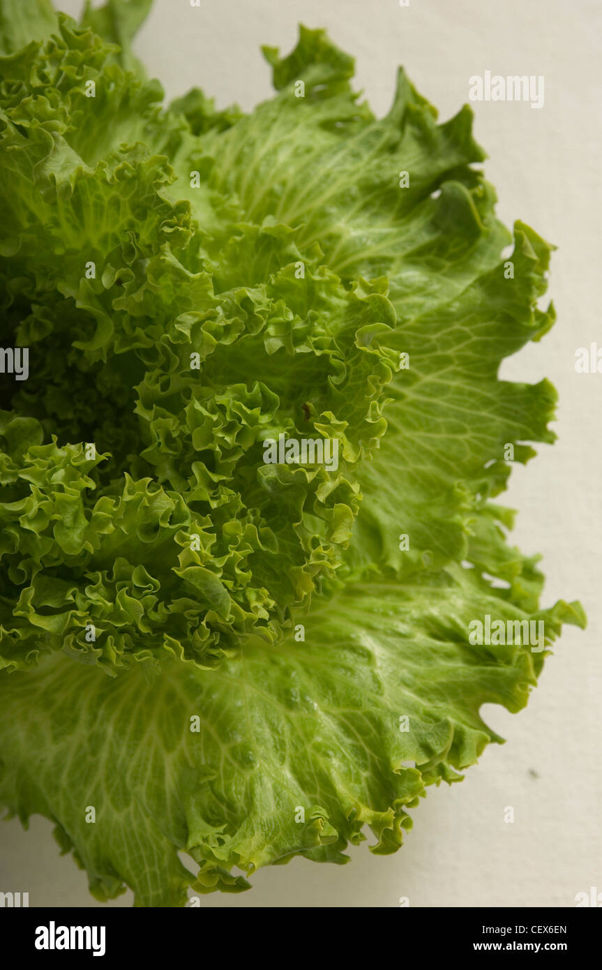 A lollo bionda lettuce on a white background Stock Photo - Alamy