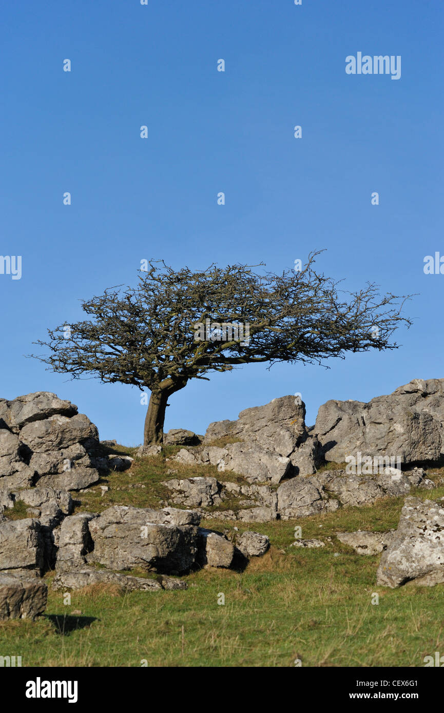 Distorted tree hi-res stock photography and images - Alamy