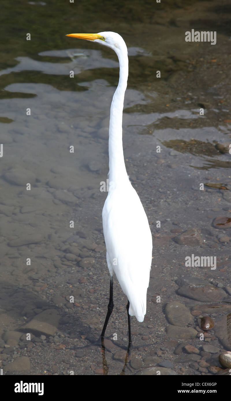 The Great Egret (Ardea alba), also known as Great White Egret or Common ...