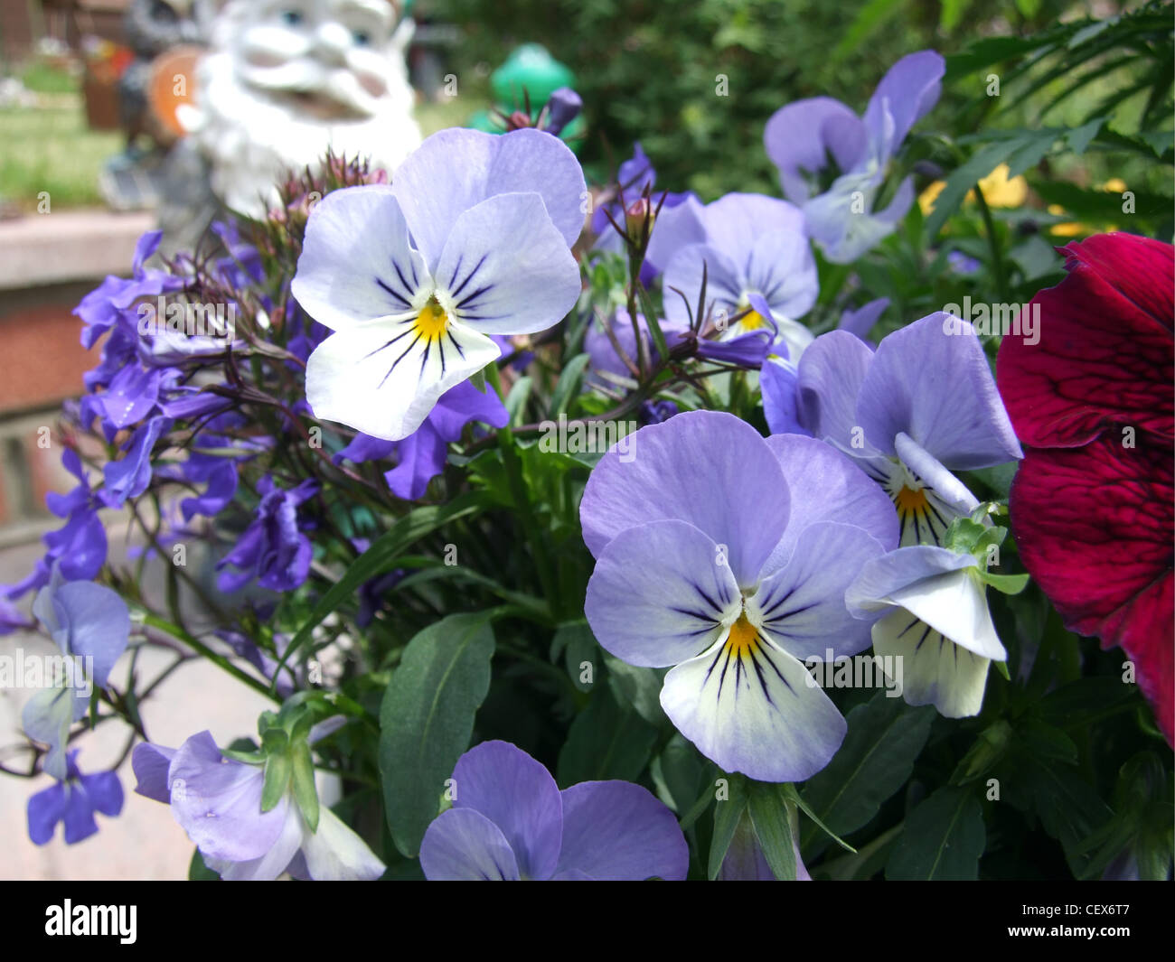 A detail of blue Violas Stock Photo - Alamy