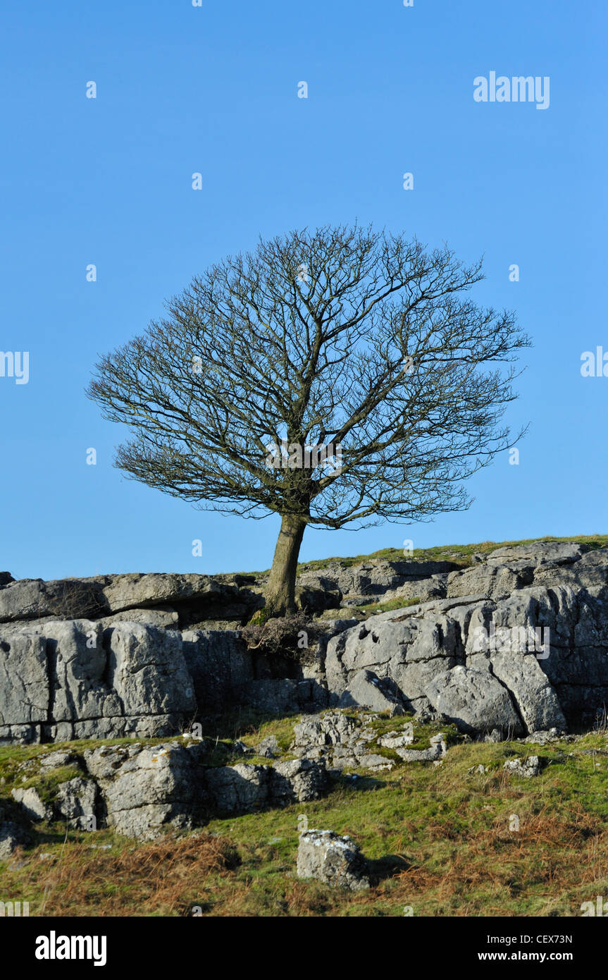 Distorted tree hi-res stock photography and images - Alamy