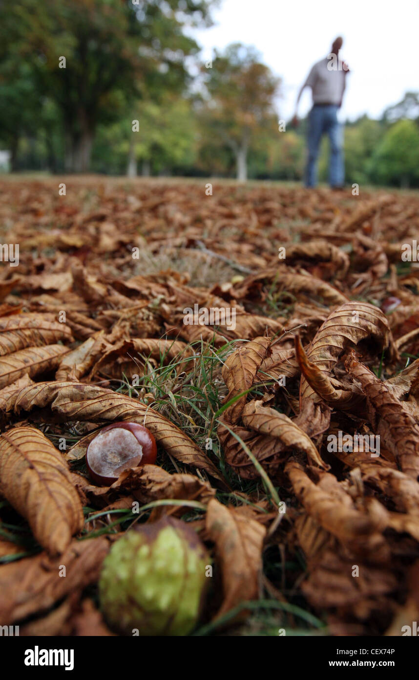 Male goinga walk in Thetford forest, Norfolk, UK Stock Photo - Alamy