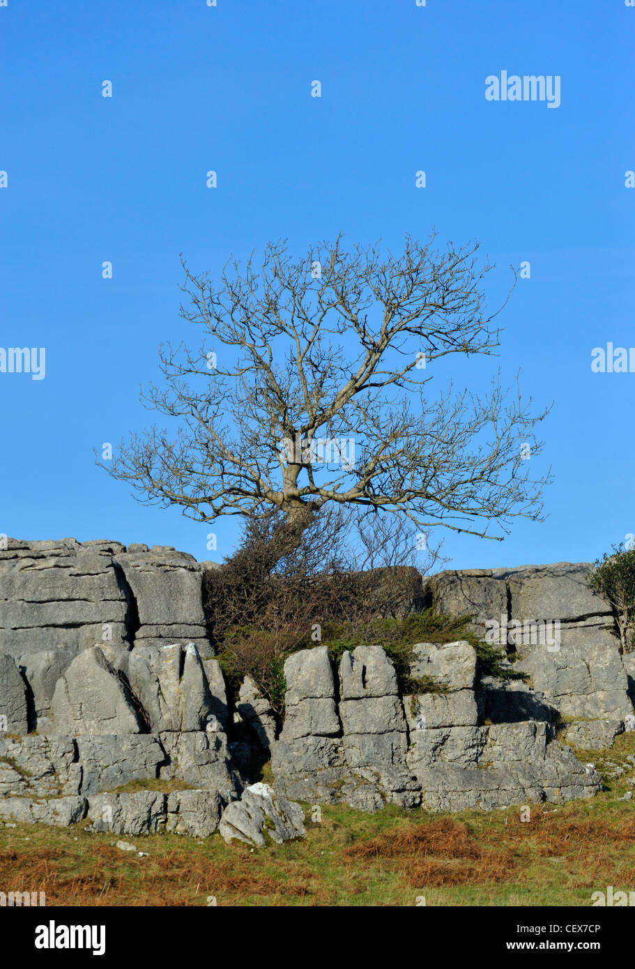 Trees in limestone hi-res stock photography and images - Alamy