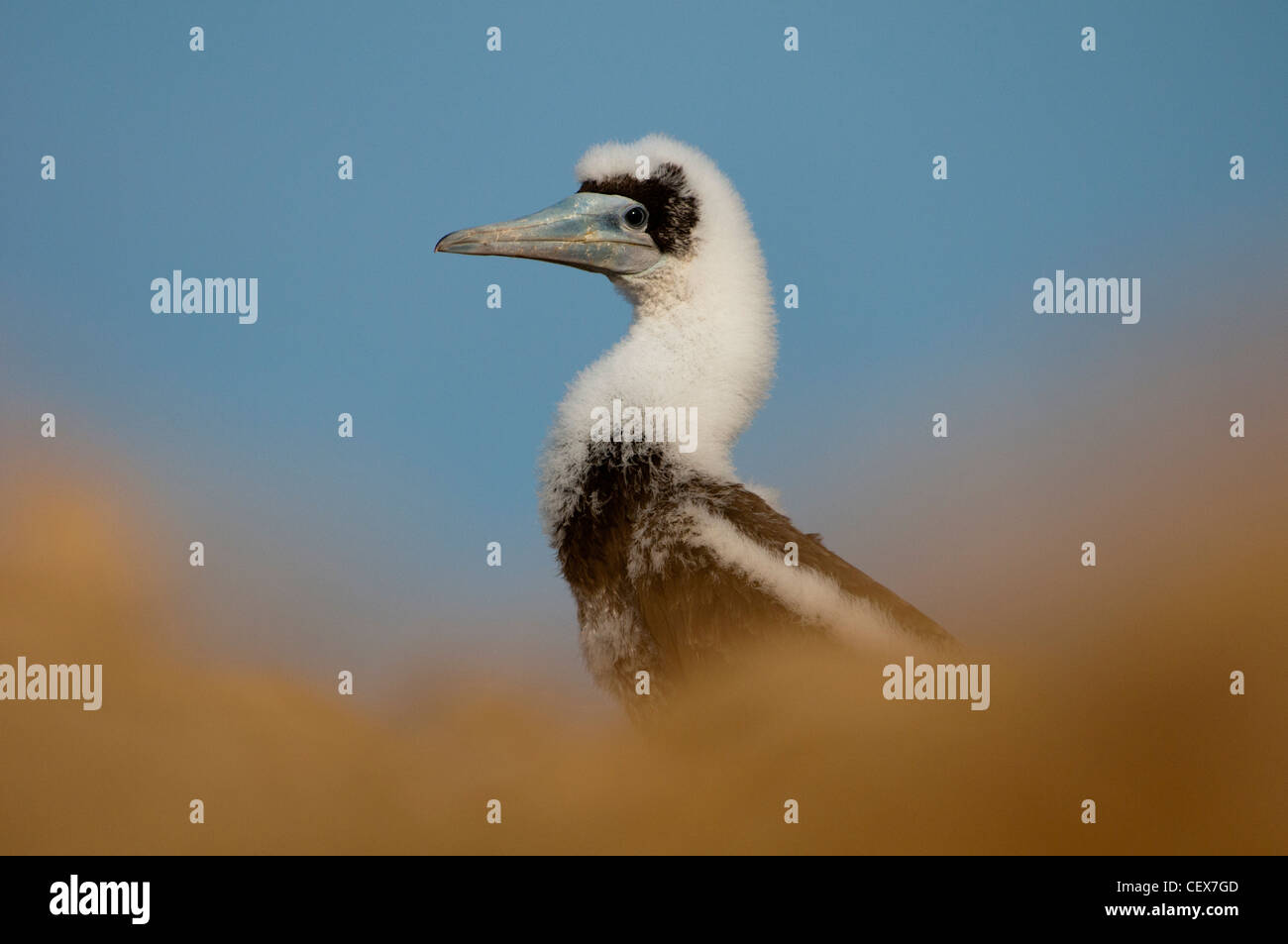 Brown booby's juvenile Sula leucogaster Dur ghella, Dahalak archipelago ...