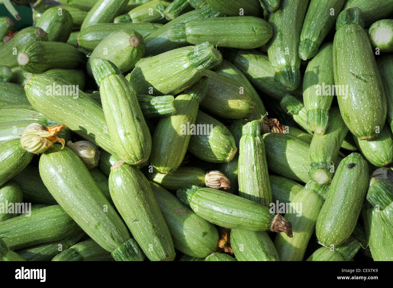 A pile of fresh Courgette (zucchini Stock Photo - Alamy