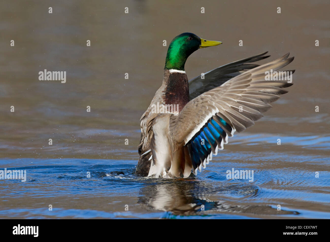 Mallard flapping its wings hi-res stock photography and images - Alamy