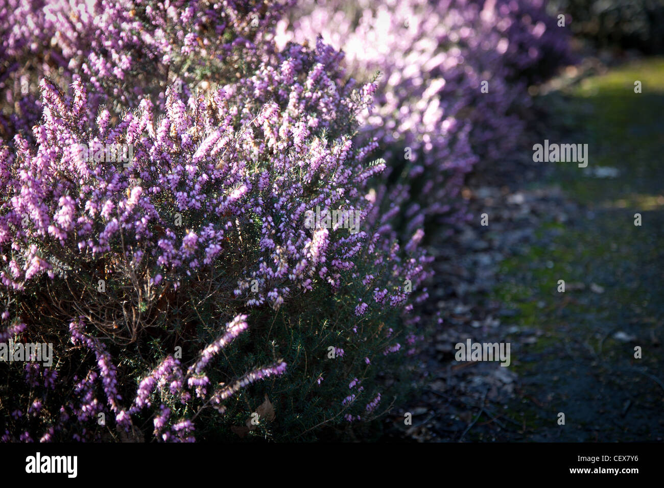 Heather garden border hi-res stock photography and images - Alamy
