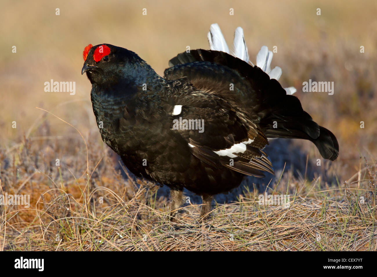 Black grouse (Lyrurus tetrix / Tetrao tetrix) male displaying by ...