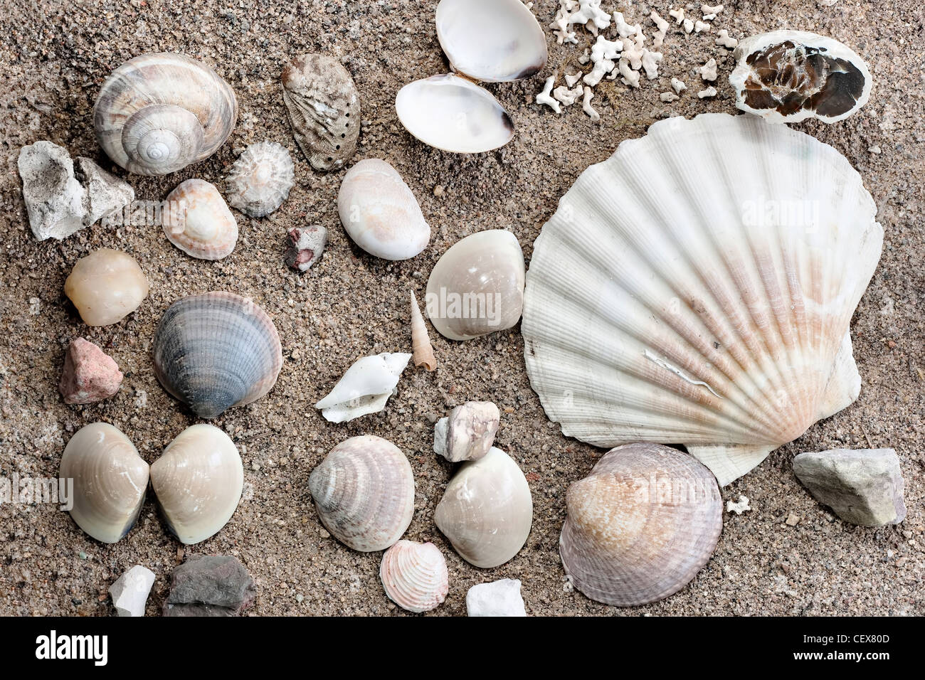 Sea shells over a sand background Stock Photo - Alamy