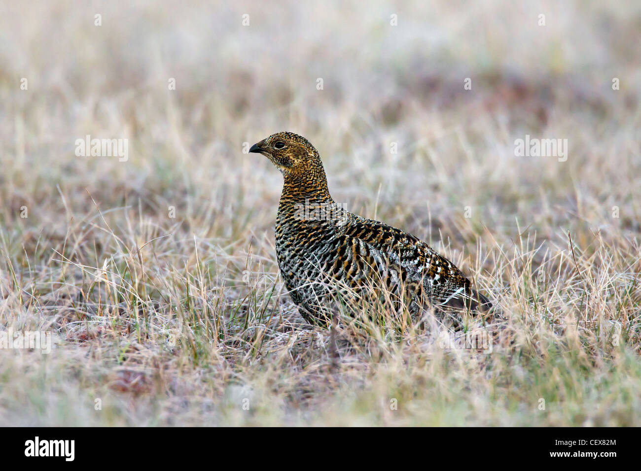 Black grouse (Lyrurus tetrix / Tetrao tetrix) female in grassland Stock ...