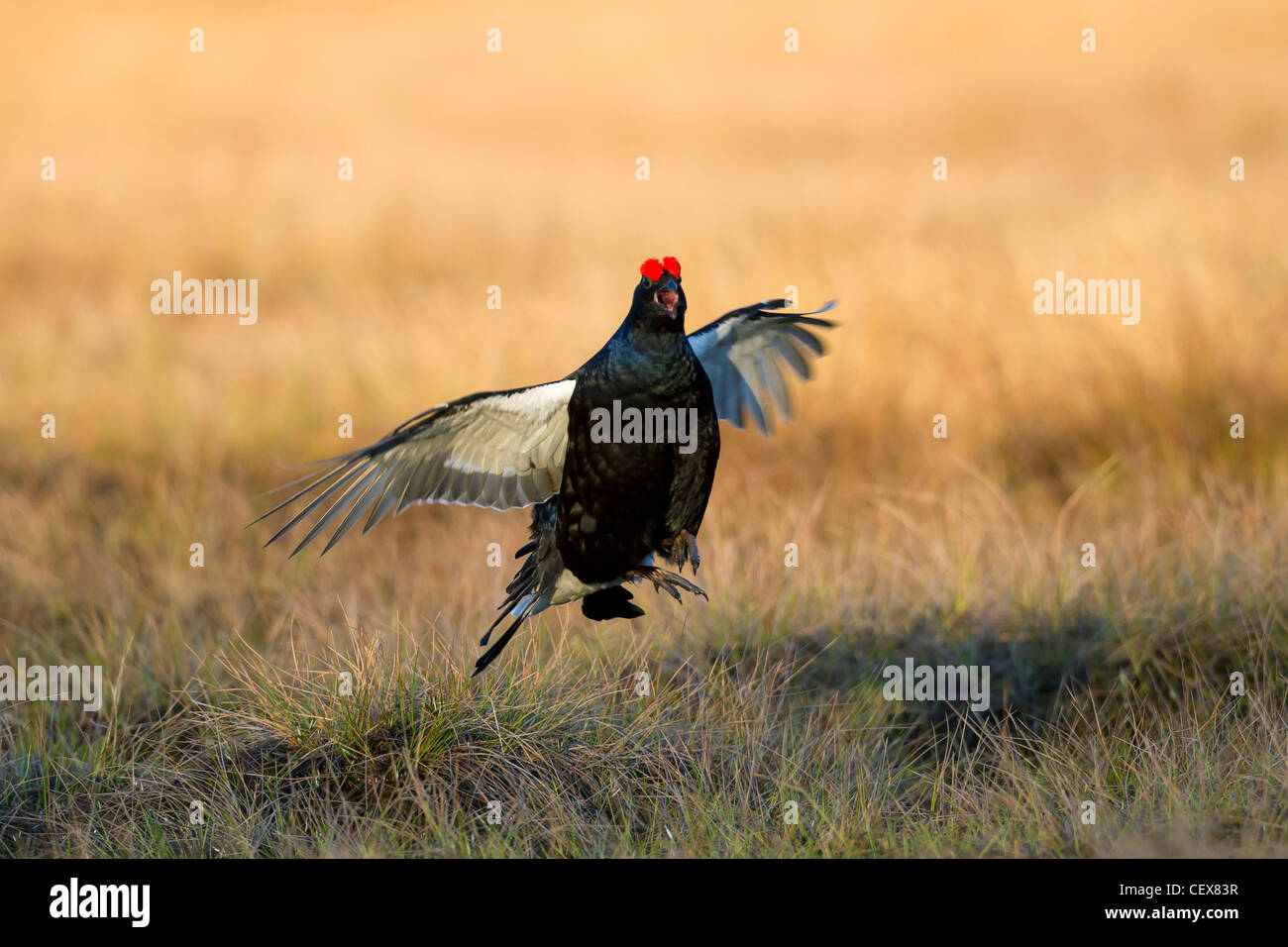 Black grouse (Lyrurus tetrix / Tetrao tetrix) male displaying by ...