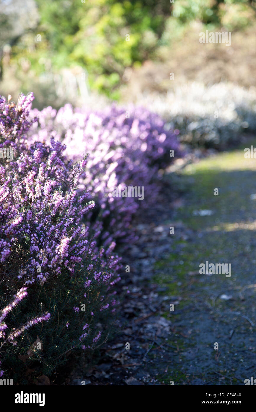 Purple winter heather flowers alongside a pathway Stock Photo - Alamy