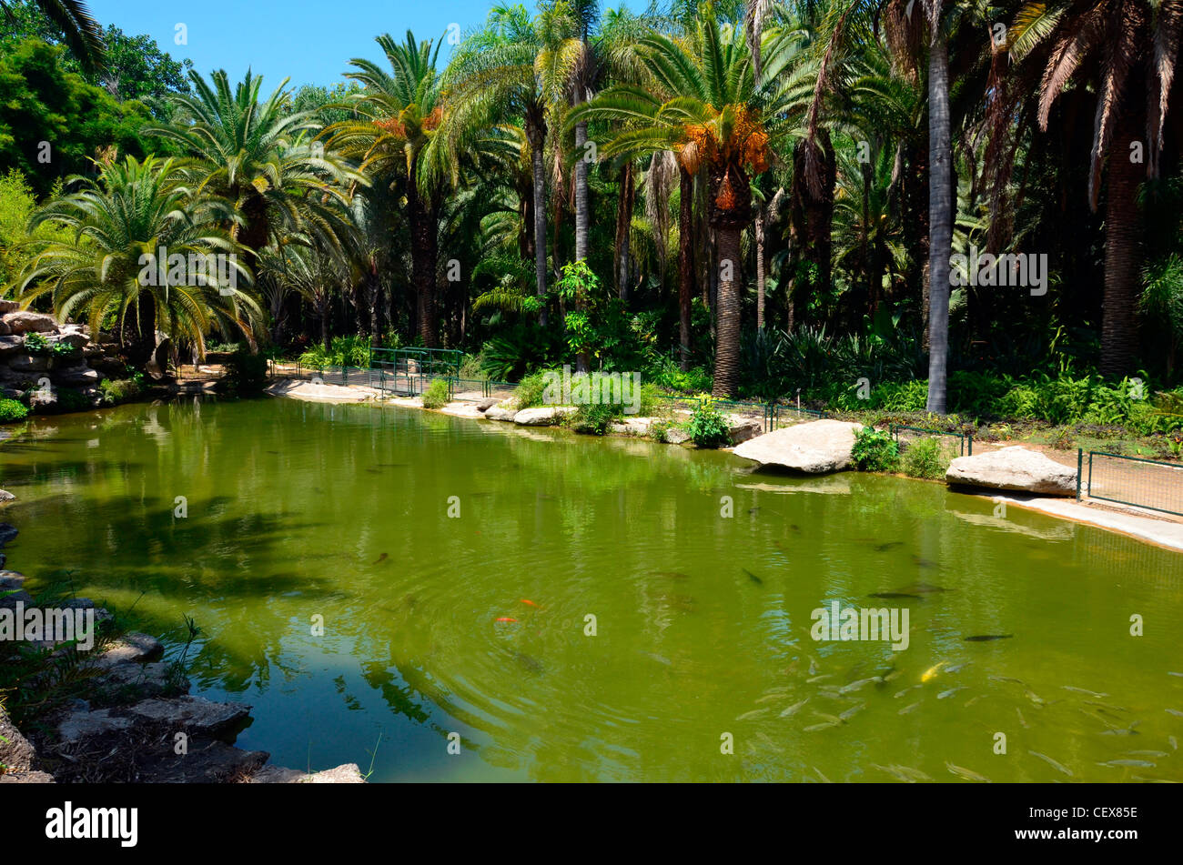 Tropical garden with water pool Stock Photo - Alamy
