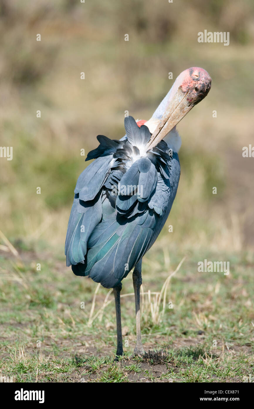 Marabou Stork, Leptoptilos crumeniferus, standing. Masai Mara, Kenya Stock Photo - Alamy