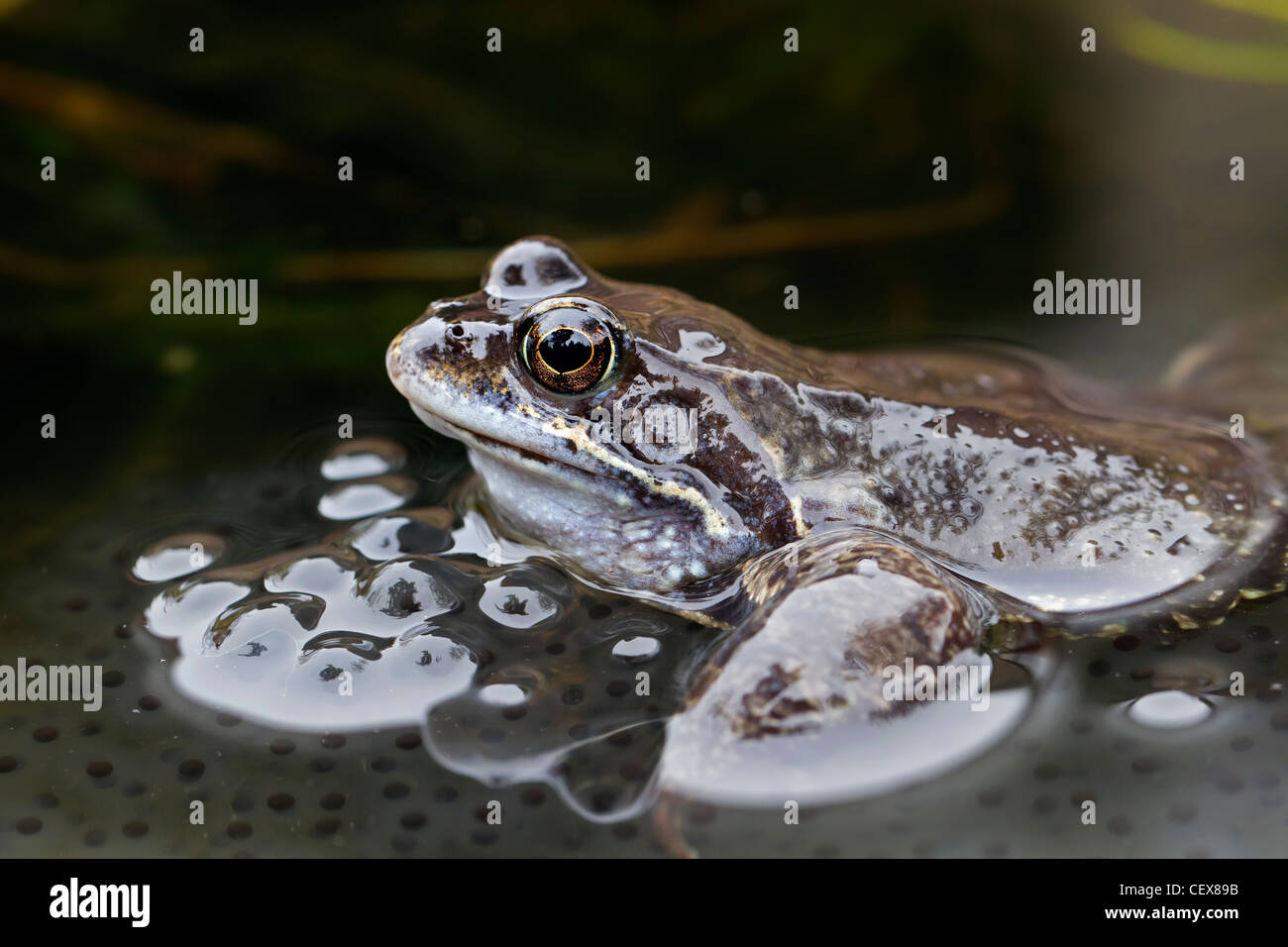 Frogspawn hi-res stock photography and images - Alamy