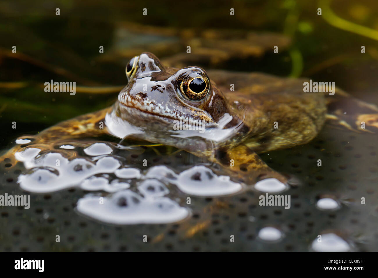 European Common Brown Frog (Rana temporaria) amongst frogspawn in pond, Germany Stock Photo - Alamy