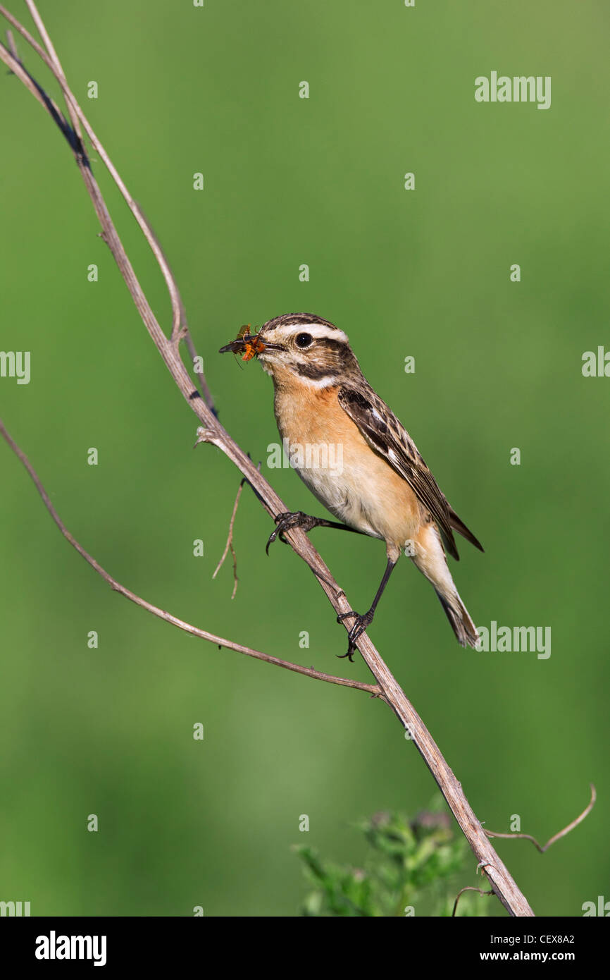 Whinchat (Saxicola rubetra) female with insect prey in beak, Germany ...