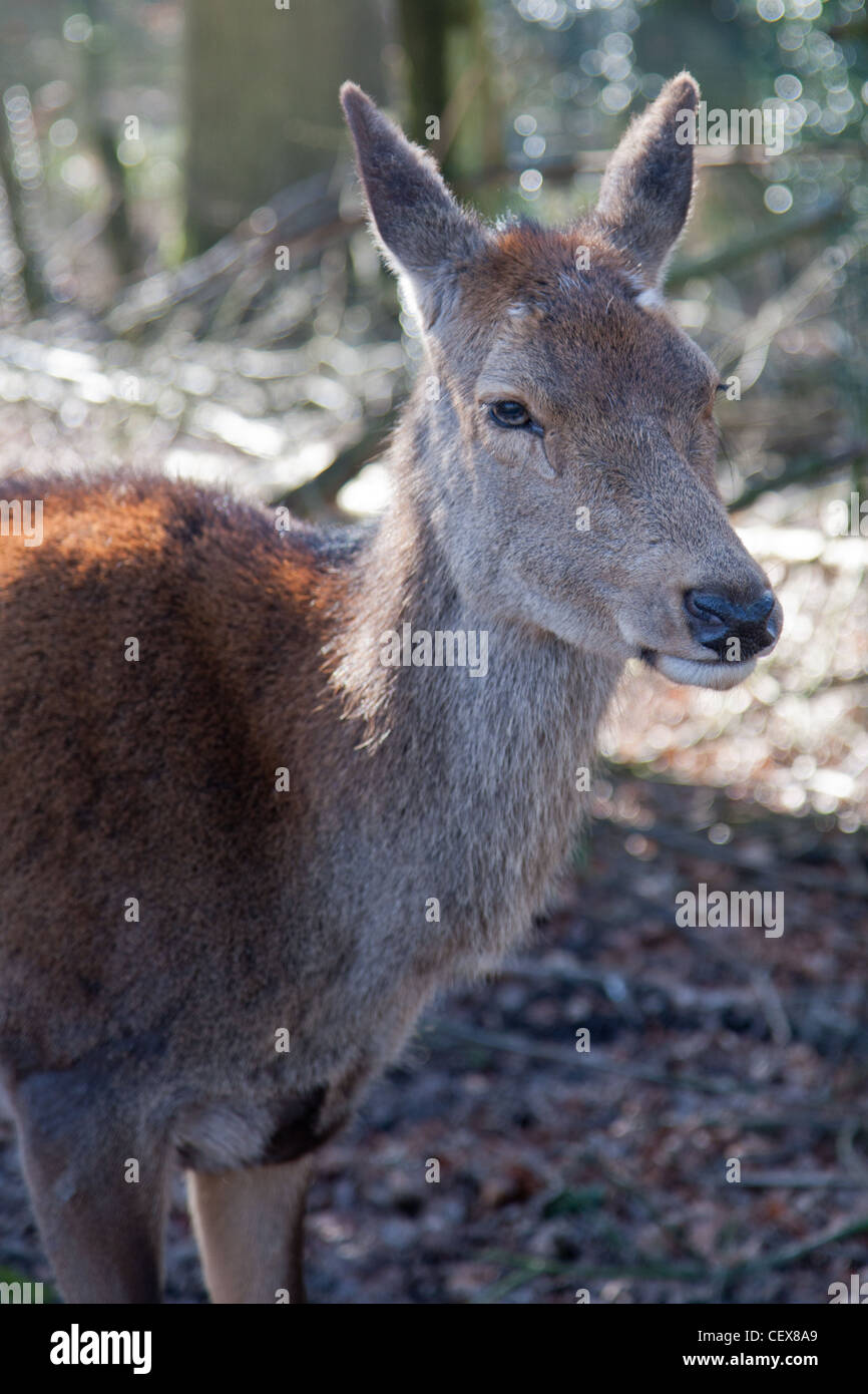 A red deer stands in woodland in partial profile Stock Photo - Alamy