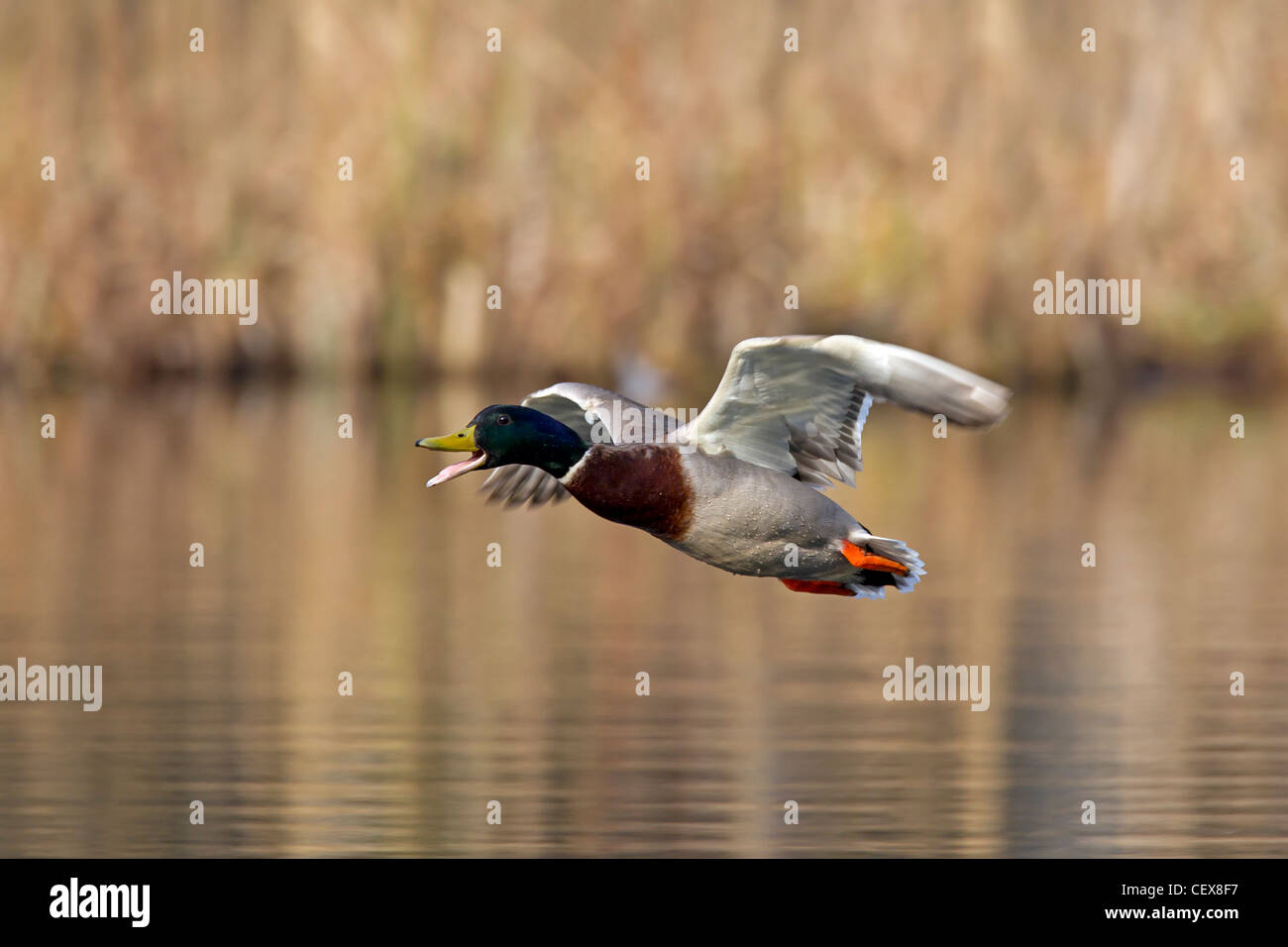 Flying male mallard duck hi-res stock photography and images - Alamy