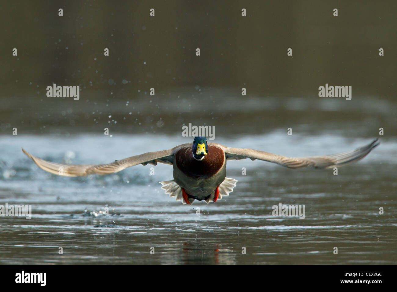 Mallard duck taking off from hi-res stock photography and images - Alamy