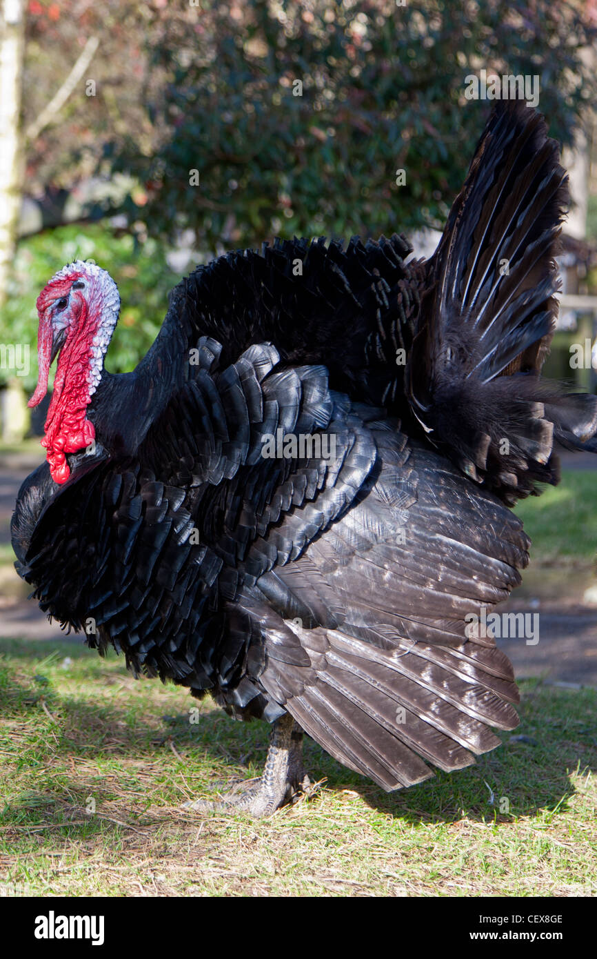 A turkey stands on grass in profile Stock Photo - Alamy