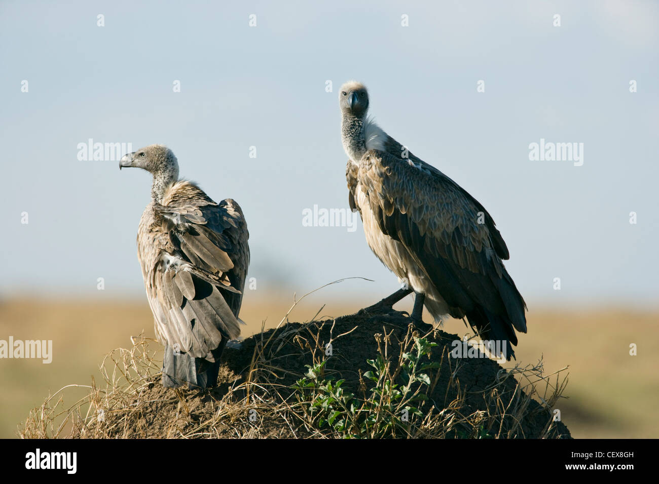 Two Ruppell's Griffon Vulture, Gyps rueppellii, sitting on a termite ...
