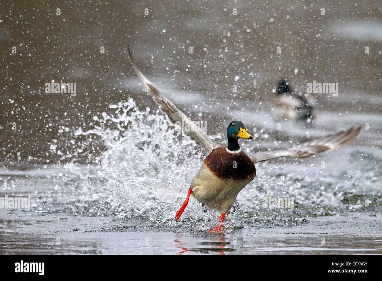 Mallard Wild Duck Anas Platyrhynchos Drake Taking Off From Lake
