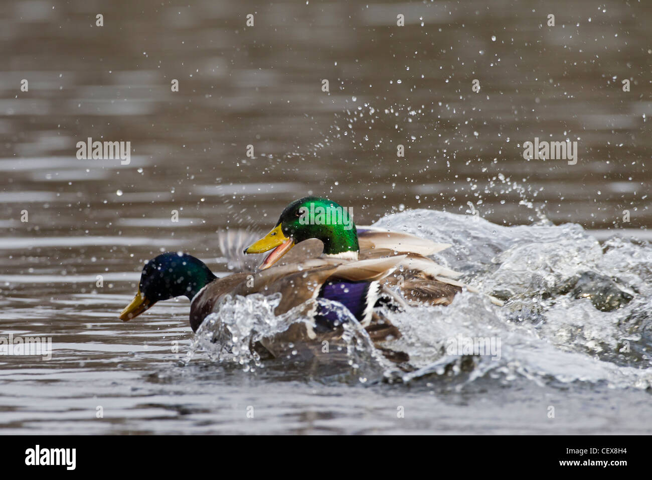 Duck fighting hi-res stock photography and images - Alamy
