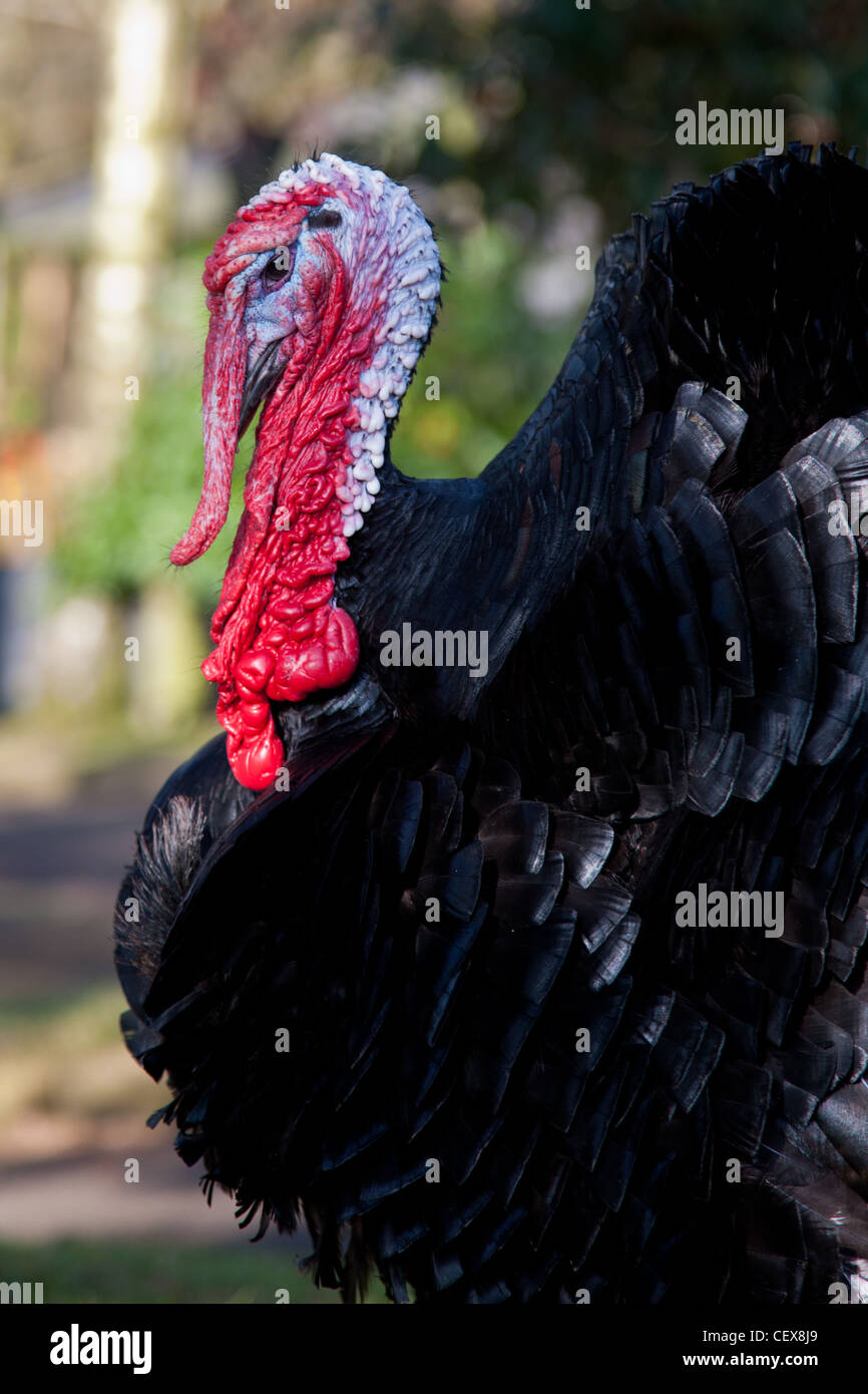 Turkey wattle hi-res stock photography and images - Alamy