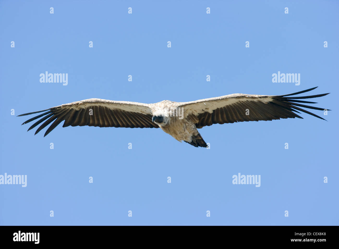 Flyinggyps hi-res stock photography and images - Alamy