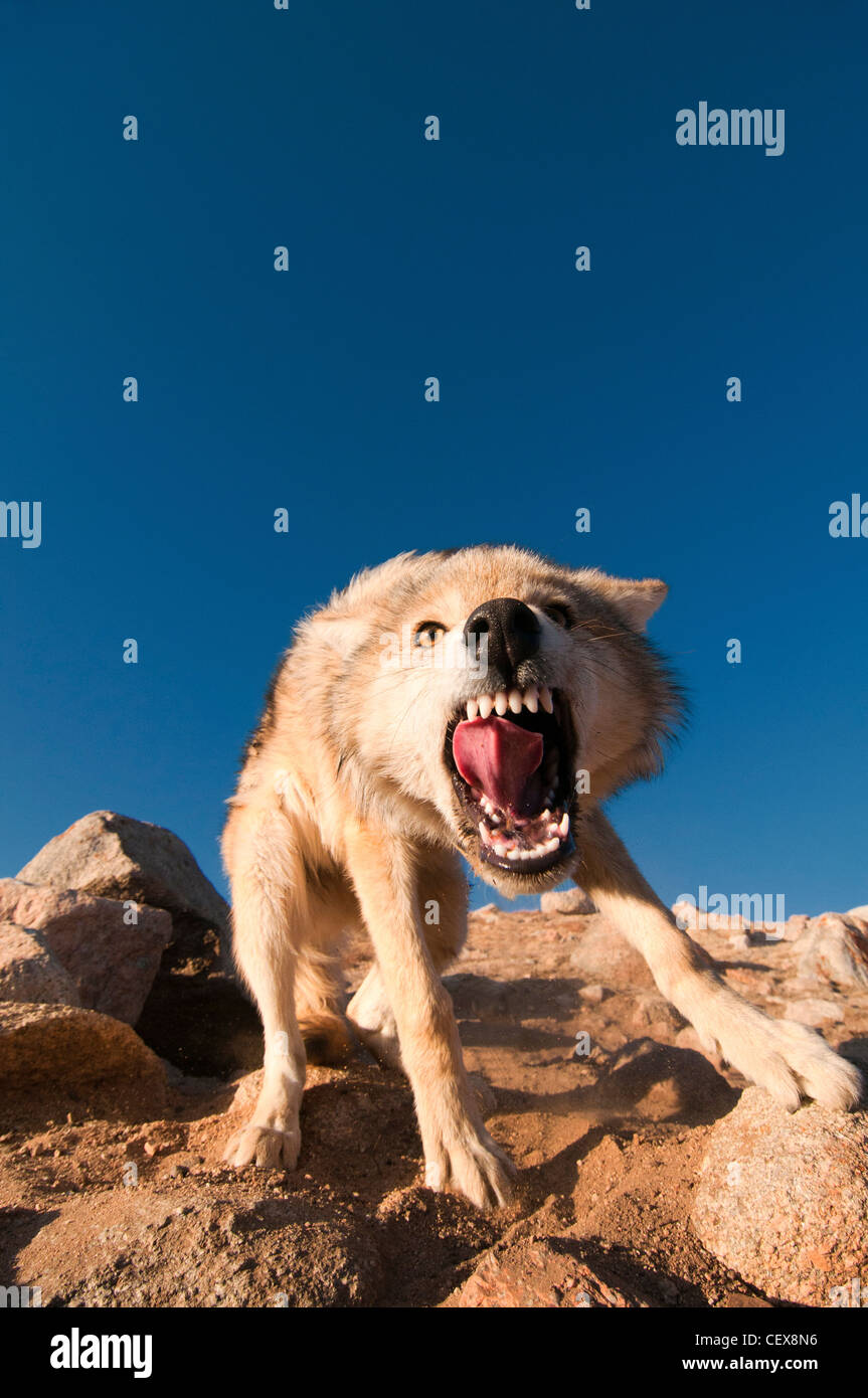 Altai dog hi-res stock photography and images - Alamy