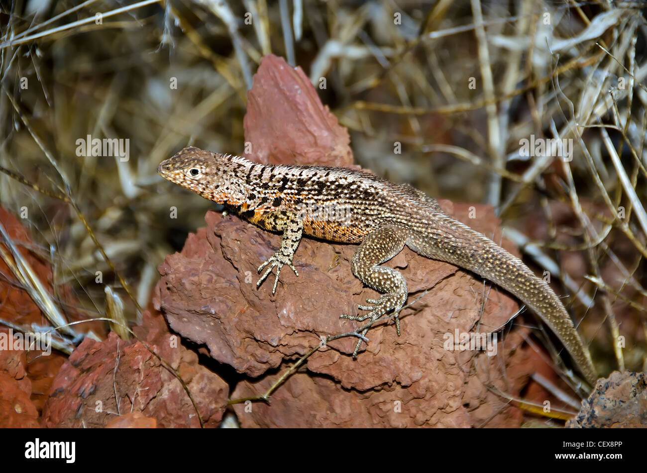 Lava lizard on red rock, Rabida (Jervis) Island, Galapagos Islands ...