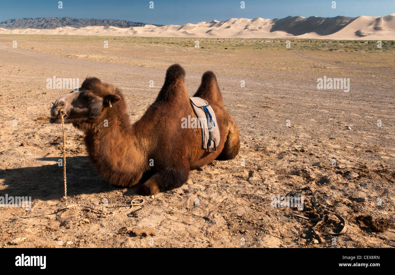 twin humped Bactrian camel in the Gobi Desert of Mongolia Stock Photo ...