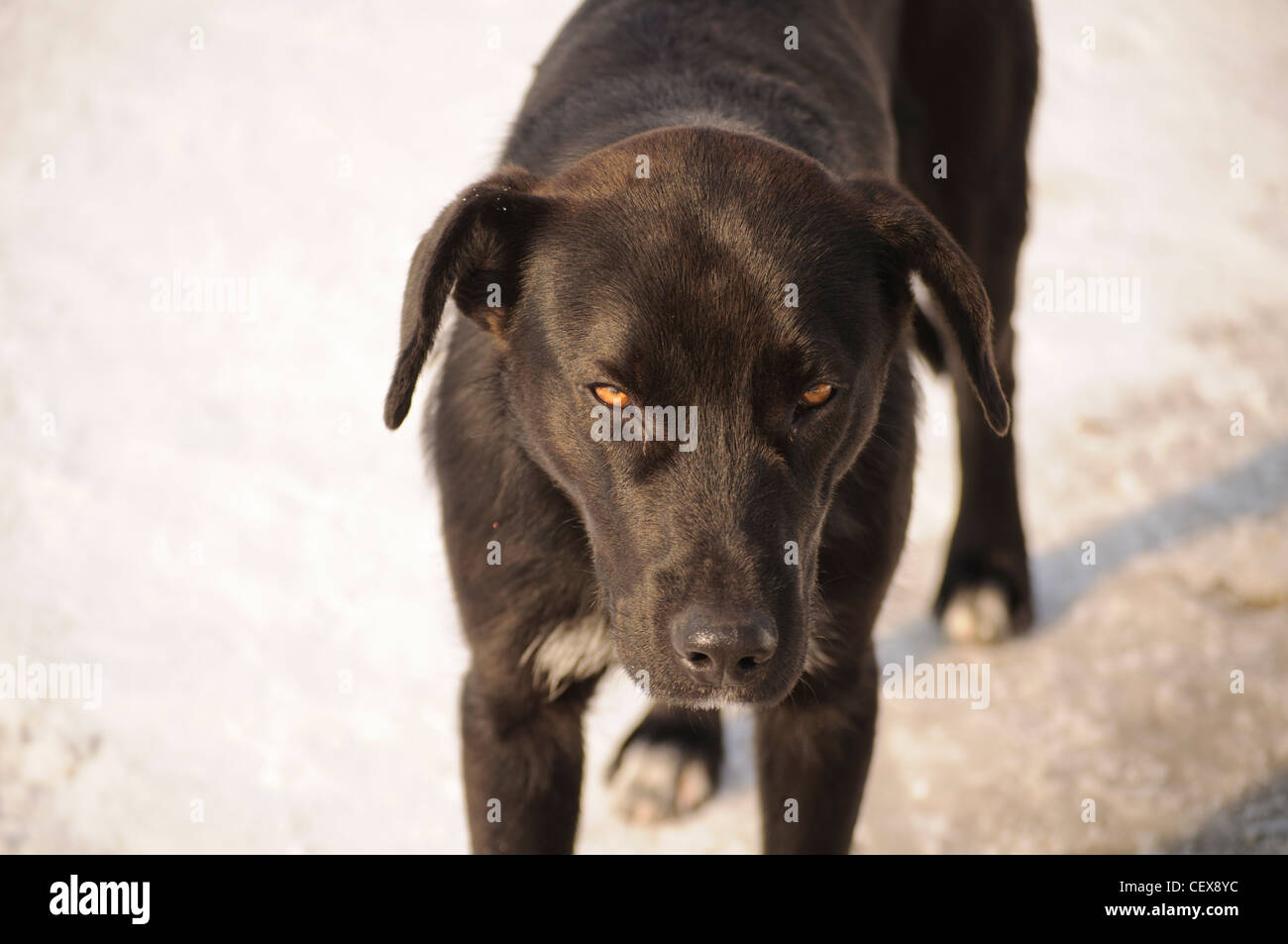 Scary dog hi-res stock photography and images - Alamy