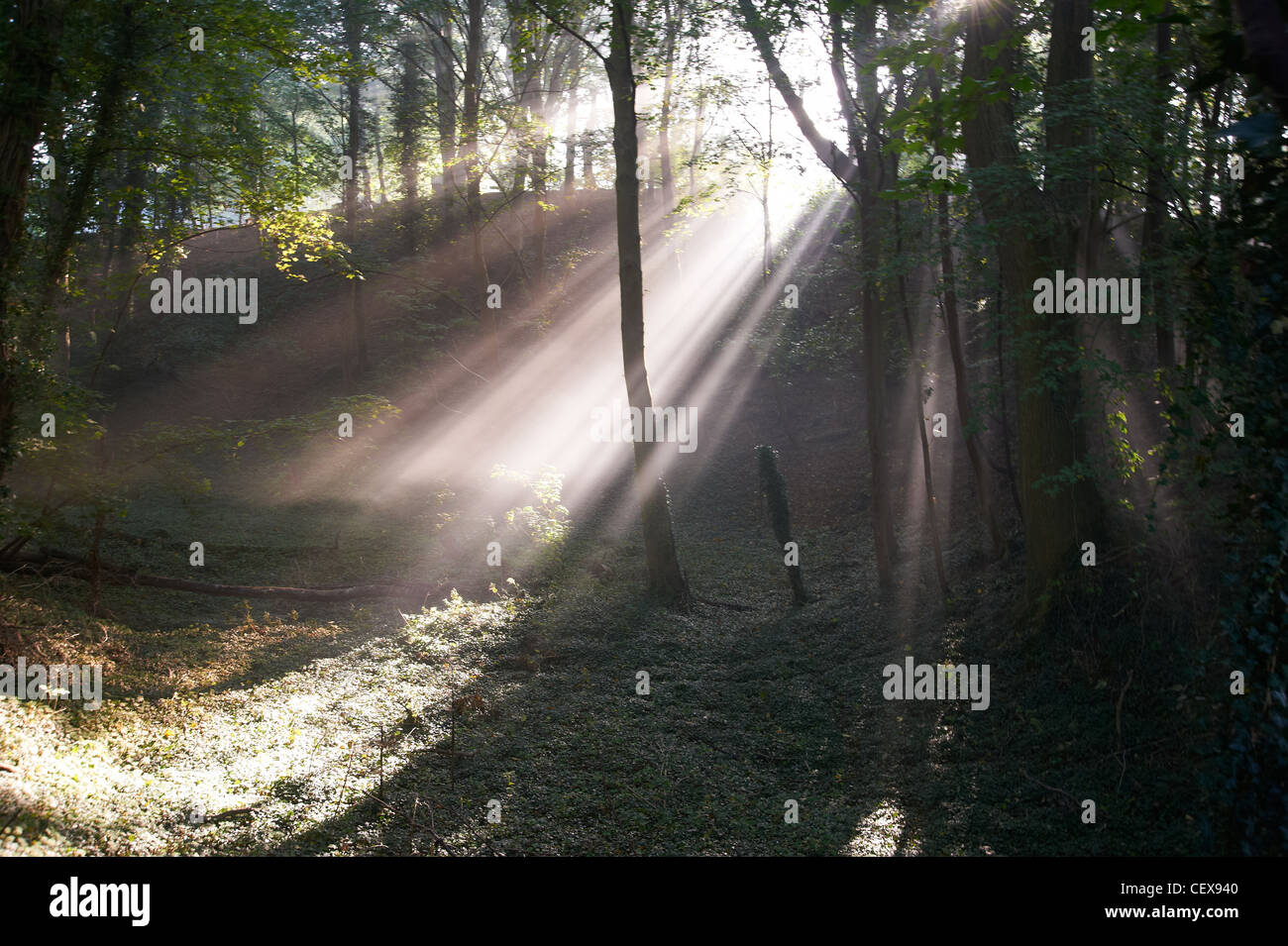 Sunlight streaming through trees in a deeply shaded woodland glade ...