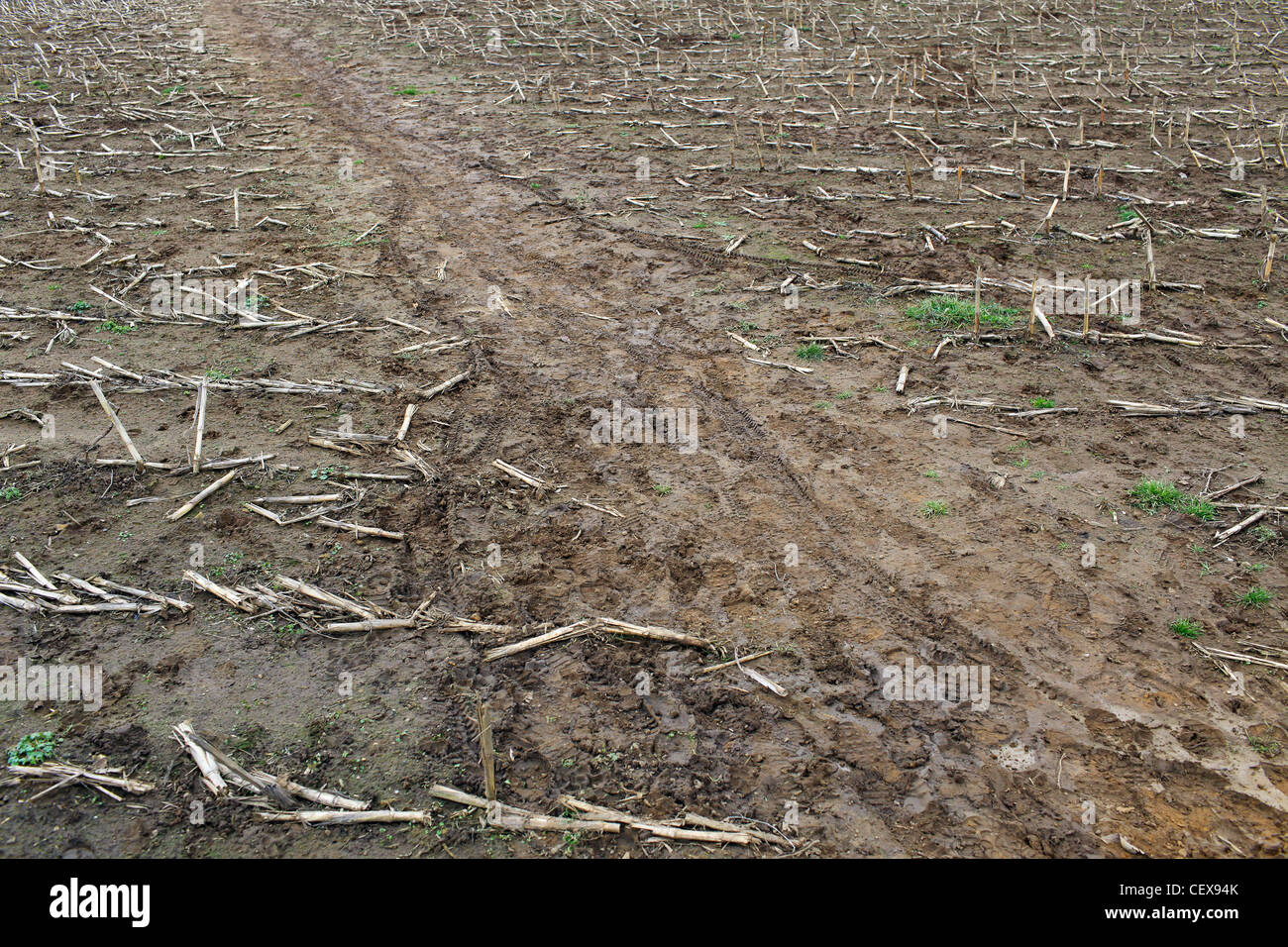 A path cuts through old crops in a field Stock Photo - Alamy