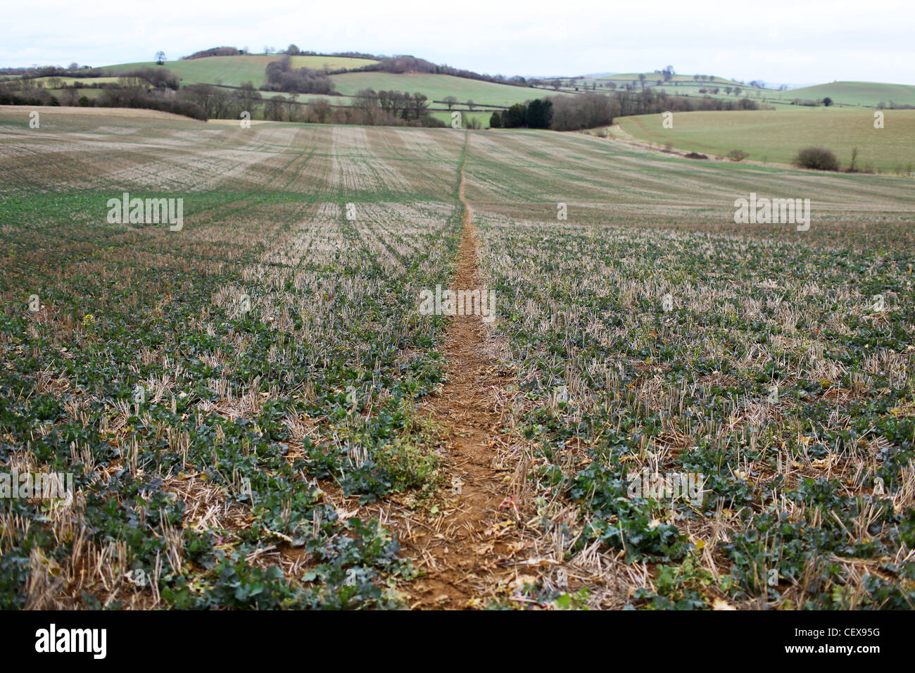 Path through Farmers Field with English landscape in distance Stock ...