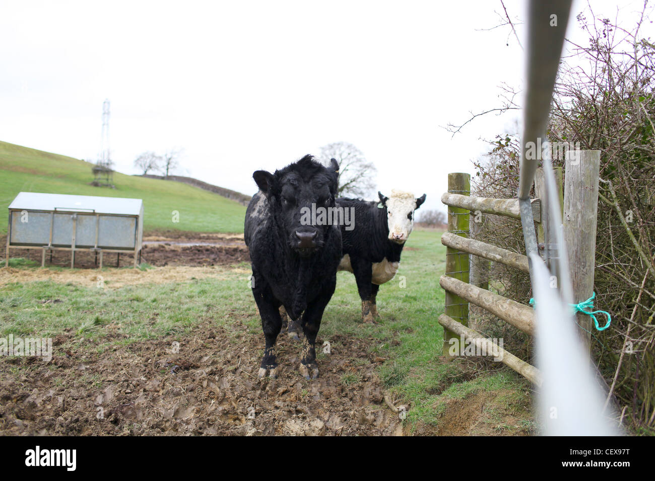 Cows stand in a farmers field Stock Photo - Alamy
