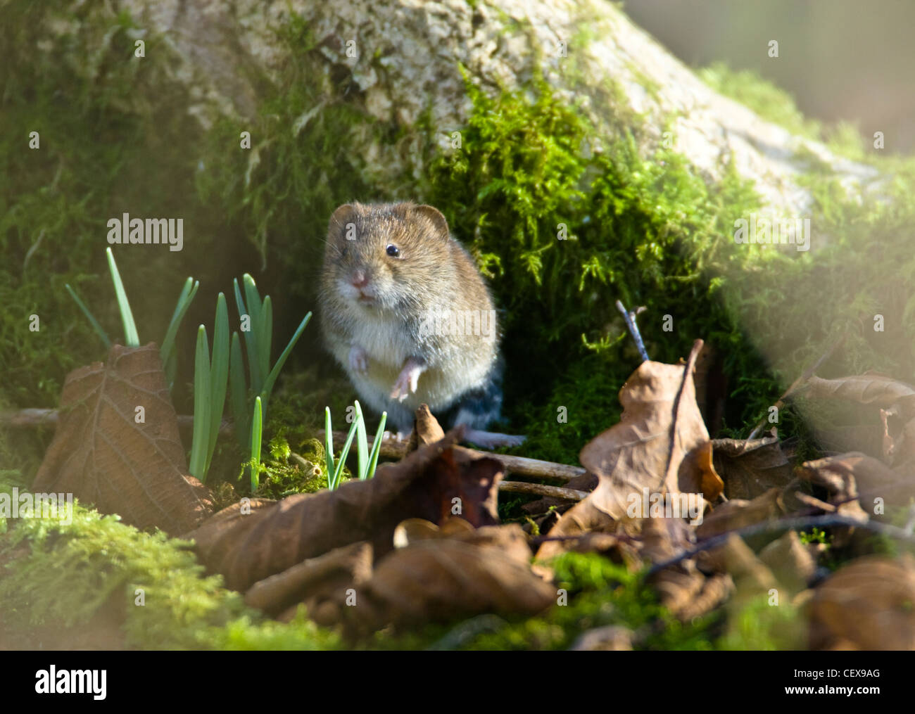 Bank Vole, Clethrionomys glareolus, sitting under tree branch. UK Stock ...