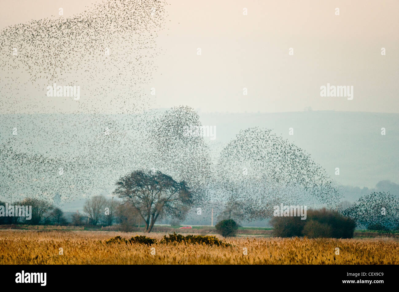 Flock of Common Starling, Sturnus vulgaris, displaying aerial patterns ...